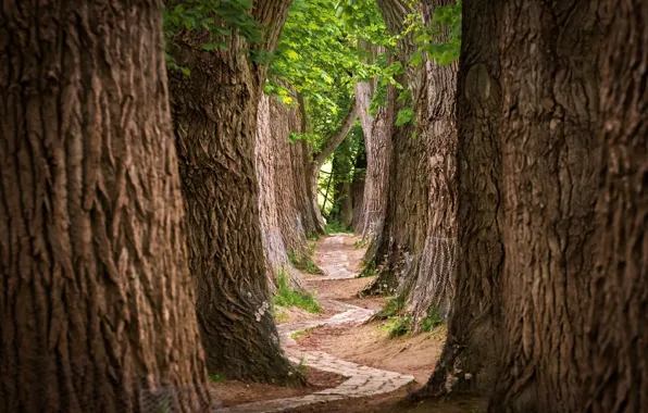 Wallpaper forest, trees, way for mobile and desktop, section природа ...