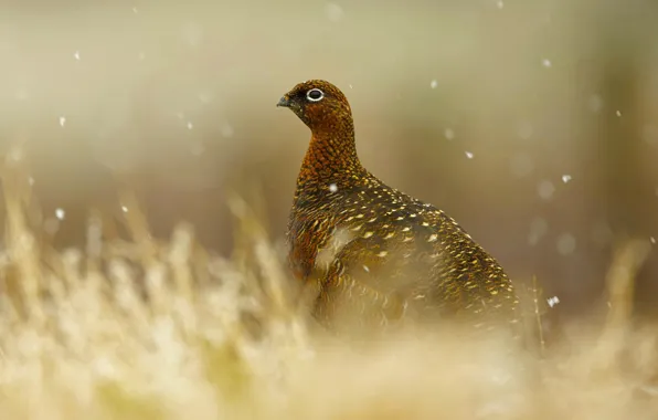 Wallpaper nature, bird, Scotland, red-legged partridge for mobile and ...
