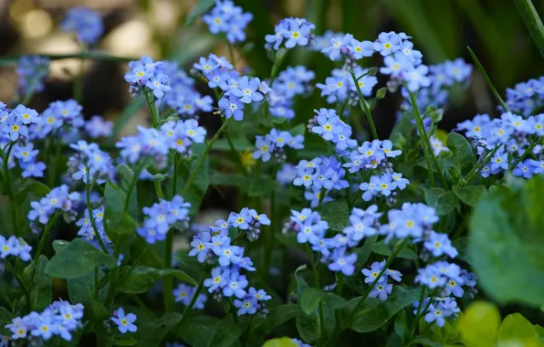 Wallpaper flowers, blue, a lot, forget-me-nots for mobile and desktop ...