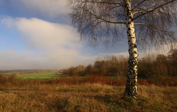 Wallpaper field, autumn, forest, the sky, leaves, clouds, light ...