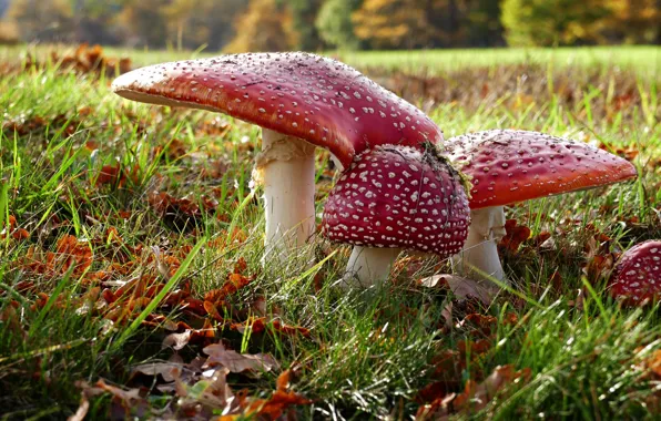 Wallpaper autumn, leaves, nature, mushrooms, Amanita, family, court ...