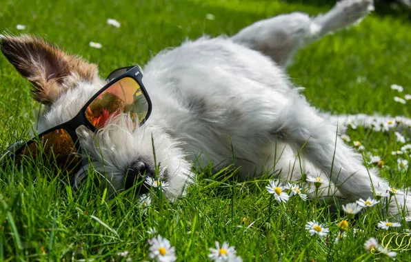 Wallpaper summer, meadow, glasses, dog for mobile and desktop, section ...