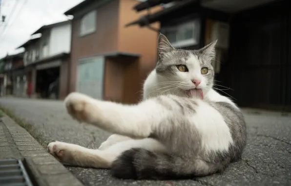 Wallpaper language, eyes, cat, street for mobile and desktop, section ...