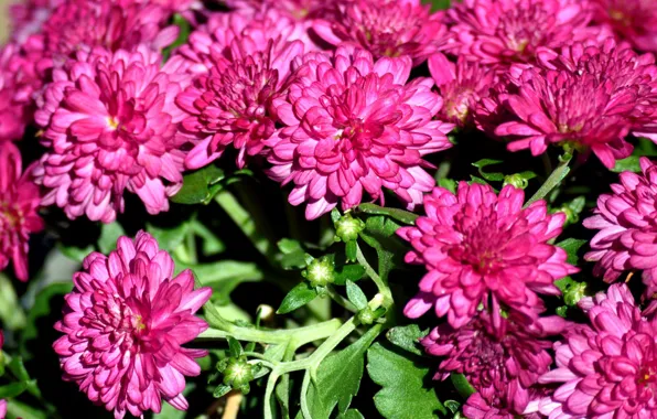 Wallpaper autumn, chrysanthemum, raspberry for mobile and desktop ...