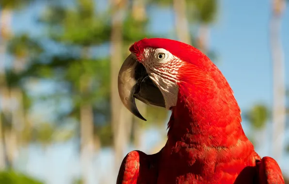 Wallpaper look, light, red, nature, background, bird, portrait, parrot ...