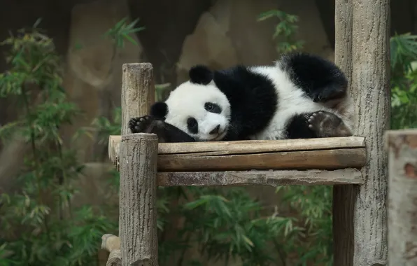 Download wallpaper face, leaves, nature, pose, stay, baby, bear, Panda ...