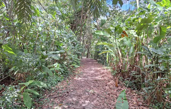 Wallpaper Nature in Suriname, Pepperpot Nature park Suriname, Beautiful ...