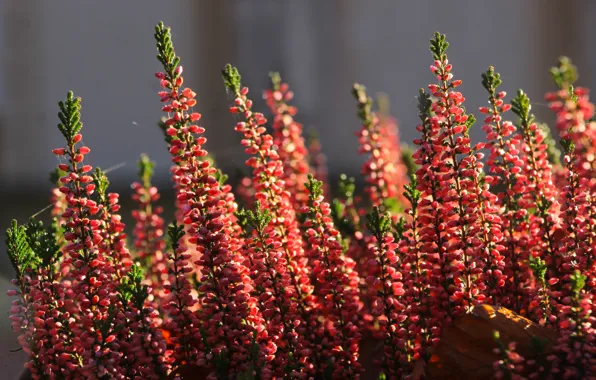 Wallpaper flower, autumn, heather, blooming for mobile and desktop ...