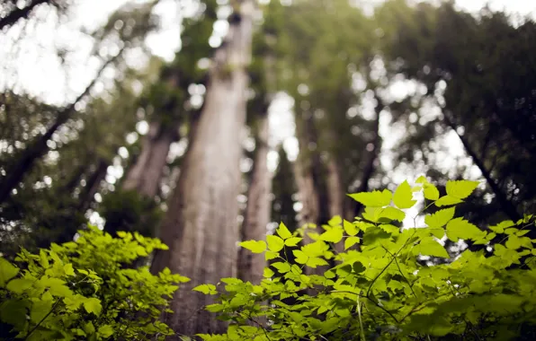 Wallpaper forest, trees, nature for mobile and desktop, section природа ...