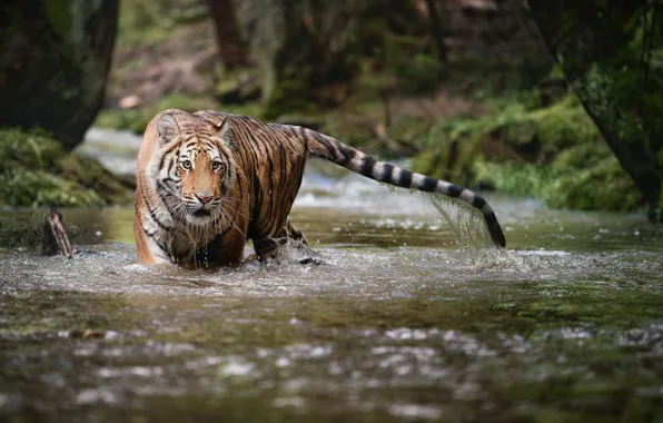 Download wallpaper forest, water, nature, tiger, stream, animal ...