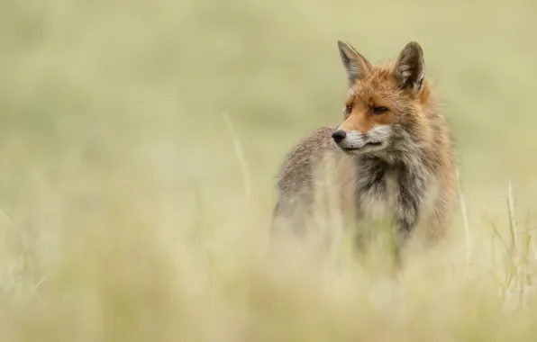 Download wallpaper face, background, portrait, Fox, bokeh, section ...