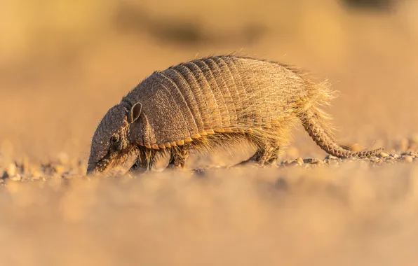 Download wallpaper nature, background, Little bulldozer, section ...