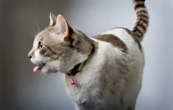 Wallpaper cat, house, background images for desktop, section кошки ...