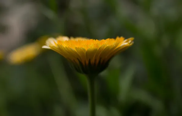 Wallpaper greens, flowers, yellow for mobile and desktop, section цветы ...