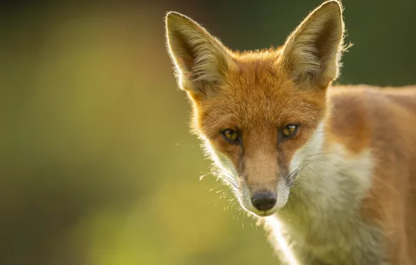 Download wallpaper look, light, nature, pose, portrait, Fox, red, face ...