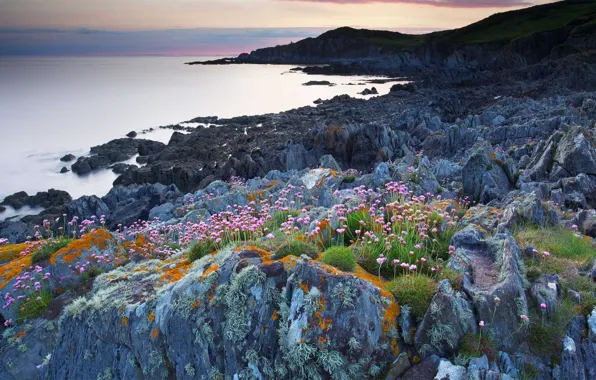 Wallpaper sea, flowers, rocks, England, Devon, Bull Point for mobile ...