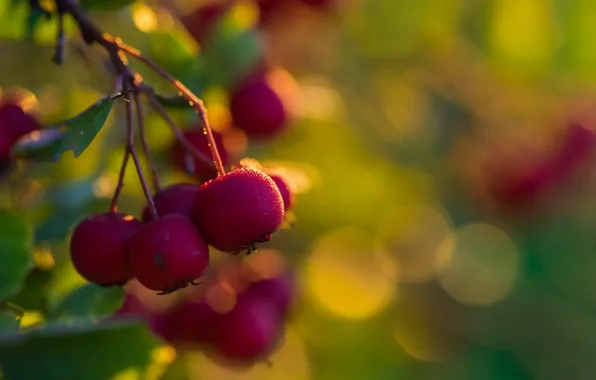 Wallpaper nature, background, hawthorn for mobile and desktop, section ...