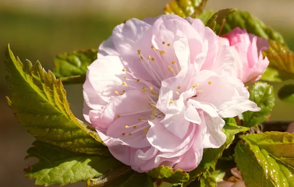 Wallpaper macro, flowers, spring, flowering for mobile and desktop ...