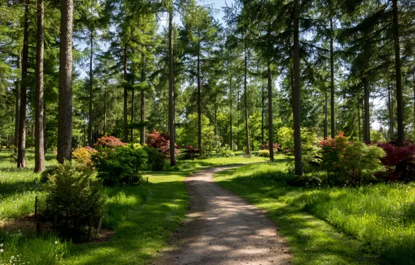 Wallpaper Greens Summer Grass The Sun Trees Park Path The Bushes