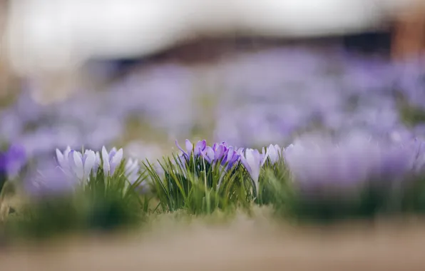 Wallpaper macro, flowers, focus, spring, petals, blur, white, lilac for ...