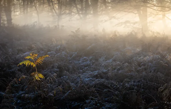 Wallpaper forest, nature, fog, river, Canada, fog on fentol lake images ...