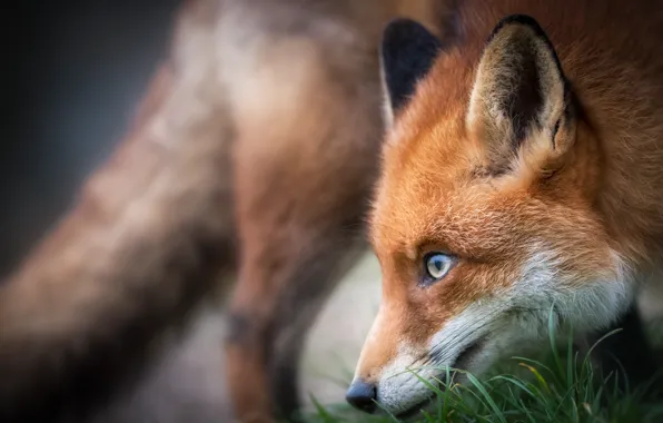 Wallpaper face, Fox, red, bokeh for mobile and desktop, section животные, resolution 3000x2000 ...