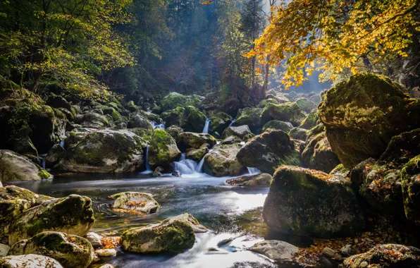 Wallpaper autumn, forest, water, nature, river, stones for mobile and ...