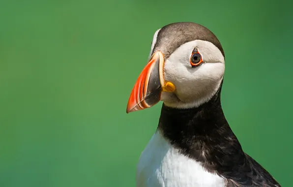 Wallpaper look, bird, portrait, stalled, green background for mobile ...