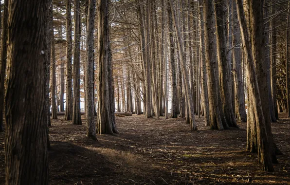 Wallpaper graphics, landscape, wood, natural, woodland for mobile and ...