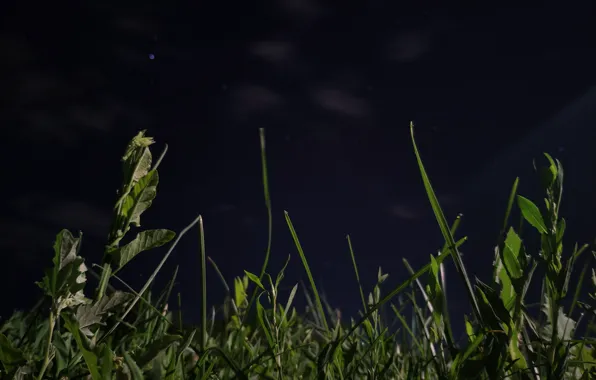 Wallpaper grass, night, Nature for mobile and desktop, section природа ...