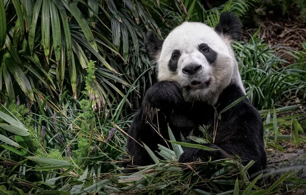 Wallpaper face, leaves, branches, nature, paws, bamboo, bear, Panda for ...