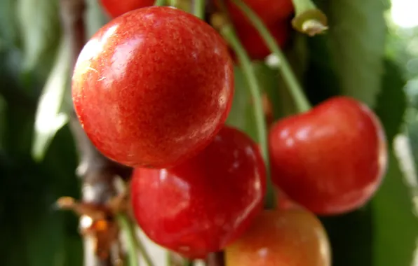 Wallpaper nature, fruit, cherry images for desktop, section макро ...