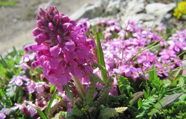 Wallpaper Greens, Flower, Flowering Time for mobile and desktop ...