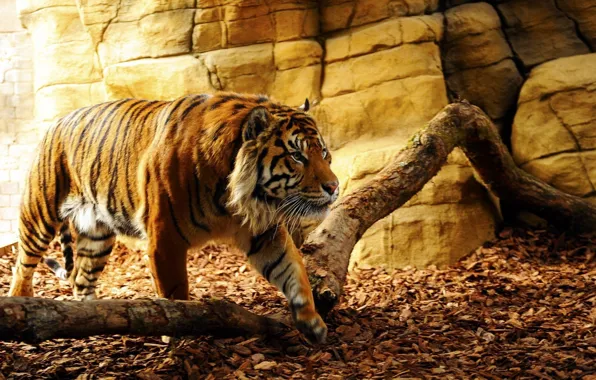 Wallpaper nature, tiger, beautiful, predator, beauty, animal, fang ...
