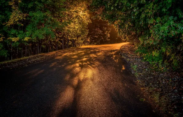 Wallpaper road, forest, light, nature for mobile and desktop, section ...