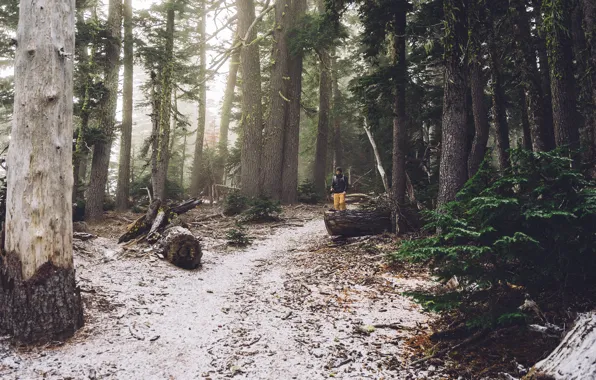 Wallpaper forest, hiker, Hiking, trees. path for mobile and desktop ...