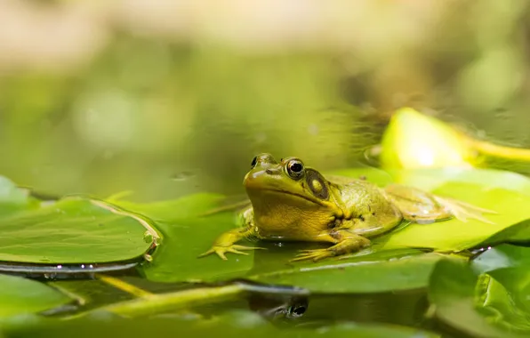 Download wallpaper Frog, Lake, Pond, section animals in resolution ...