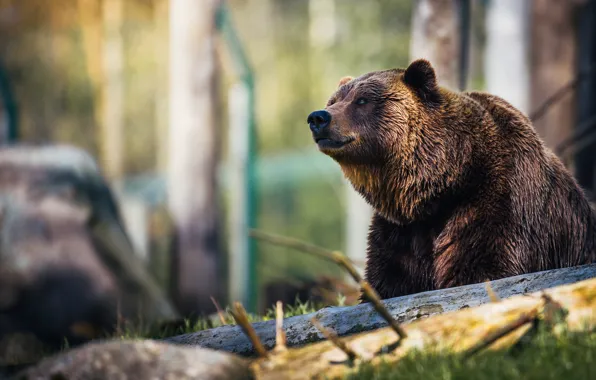Wallpaper look, face, light, branches, nature, pose, stone, portrait ...