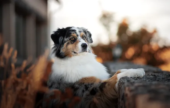 Wallpaper autumn, portrait, dog, stand, Aussie images for desktop ...