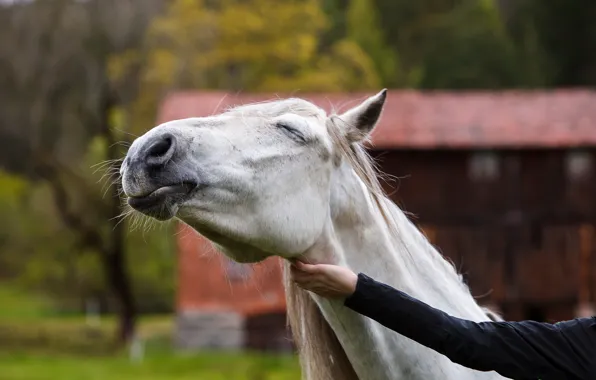 Download wallpaper horse, people, weasel, section animals in resolution ...