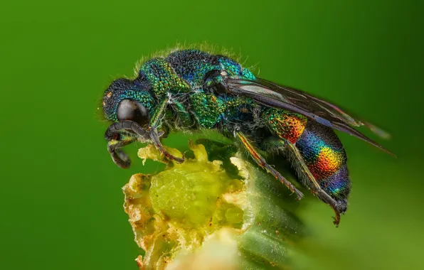 Wallpaper macro, green, background, plant, OSA, insect, brilliant ...