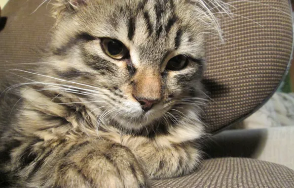 Download wallpaper cat, mustache, paws, section cats in resolution 640x480