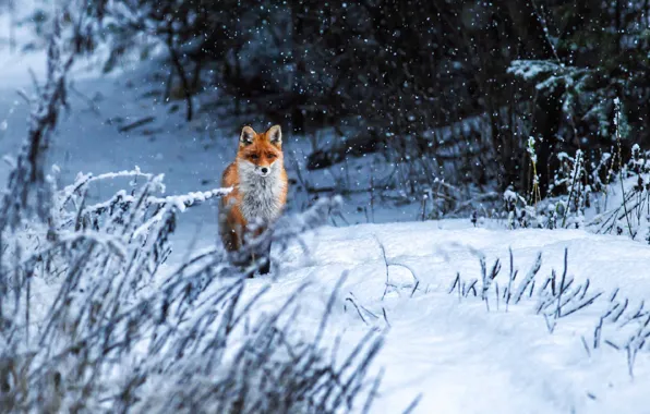 Download wallpaper winter, snow, Fox, Vyacheslav Lozhkin, section ...