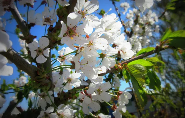 Wallpaper cherry, Meduzanol ©, Spring 2018, blooming cherry for mobile ...