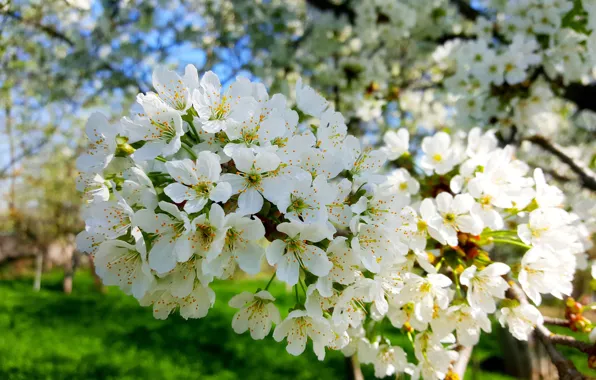 Wallpaper Spring, Cherry, Flowering, Flowering cherries images for ...