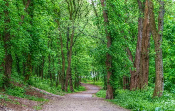 Wallpaper road, park, tree for mobile and desktop, section пейзажи ...