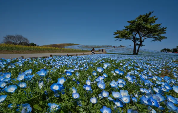 Download wallpaper flowers, Park, tree, Japan, Hitachi Seaside Park ...