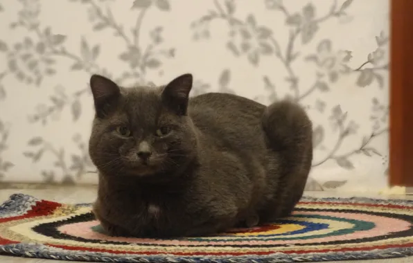 Download wallpaper cat, grey, lies, looks, section animals in ...