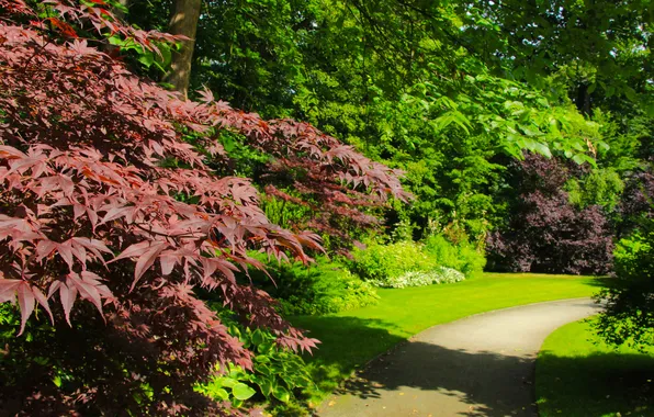 Wallpaper trees, park, garden, red leaf maple for mobile and desktop ...