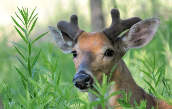 Wallpaper greens, grass, look, face, nature, thickets, portrait, deer ...